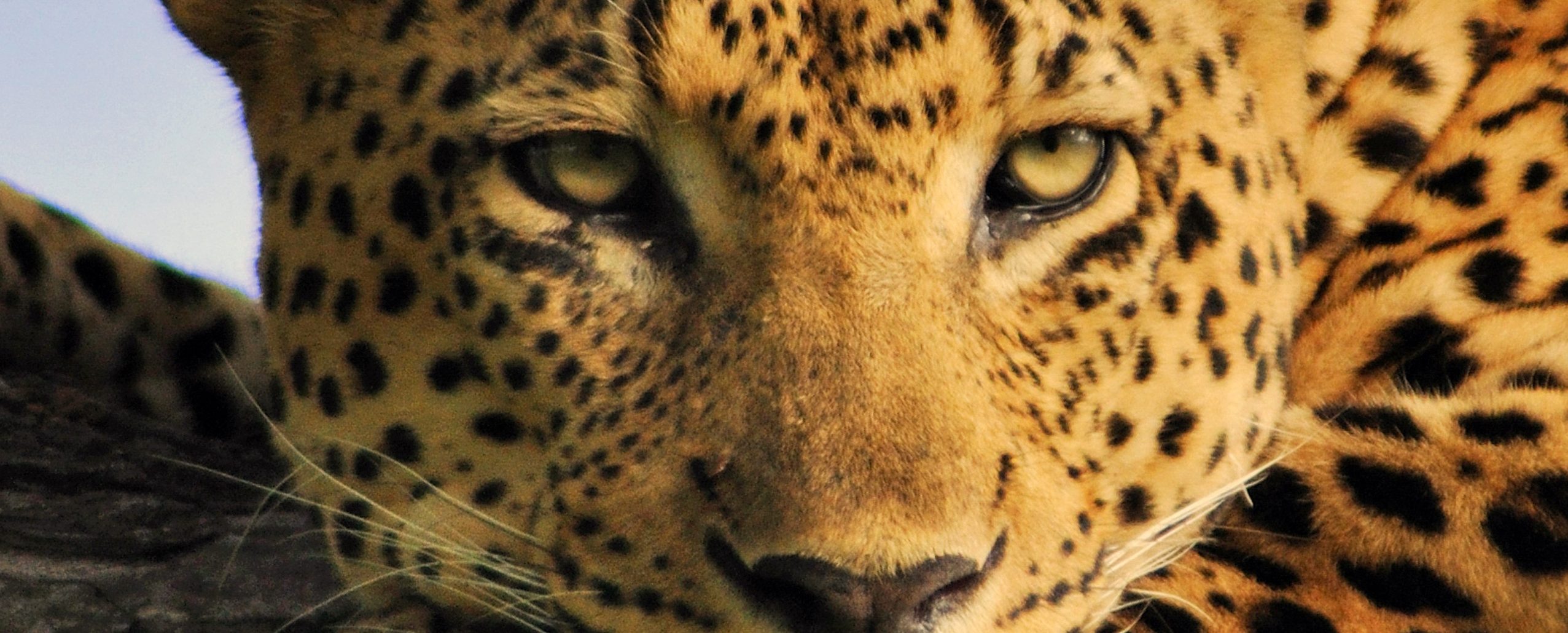 An Interview with Ranger Tom Imrie of Londolozi Reserve | Jacada Travel