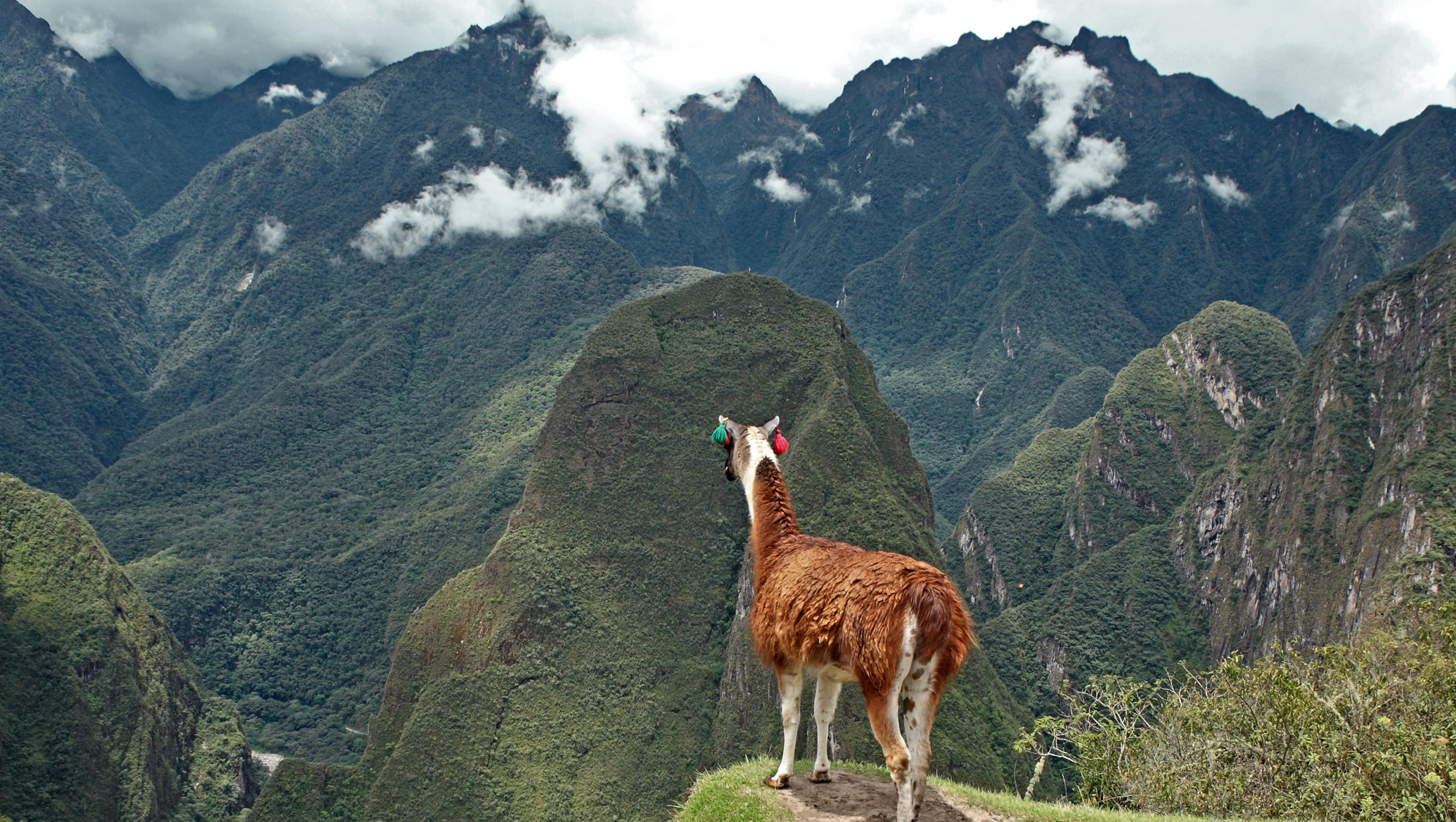 Meet the Camelids: Llama, Alpaca, Vicuña and Guanaco | Jacada Travel