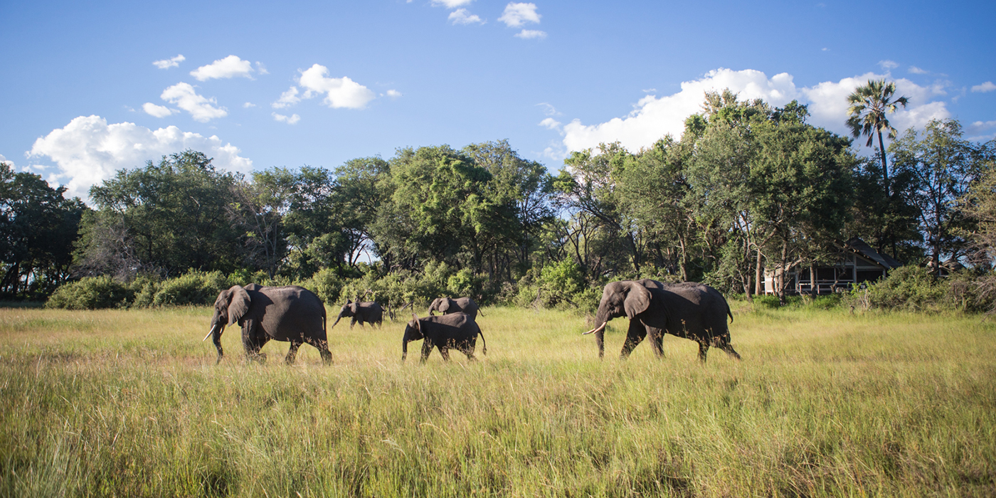 Wilderness Abu Camp | Luxury Camp In Okavango Delta