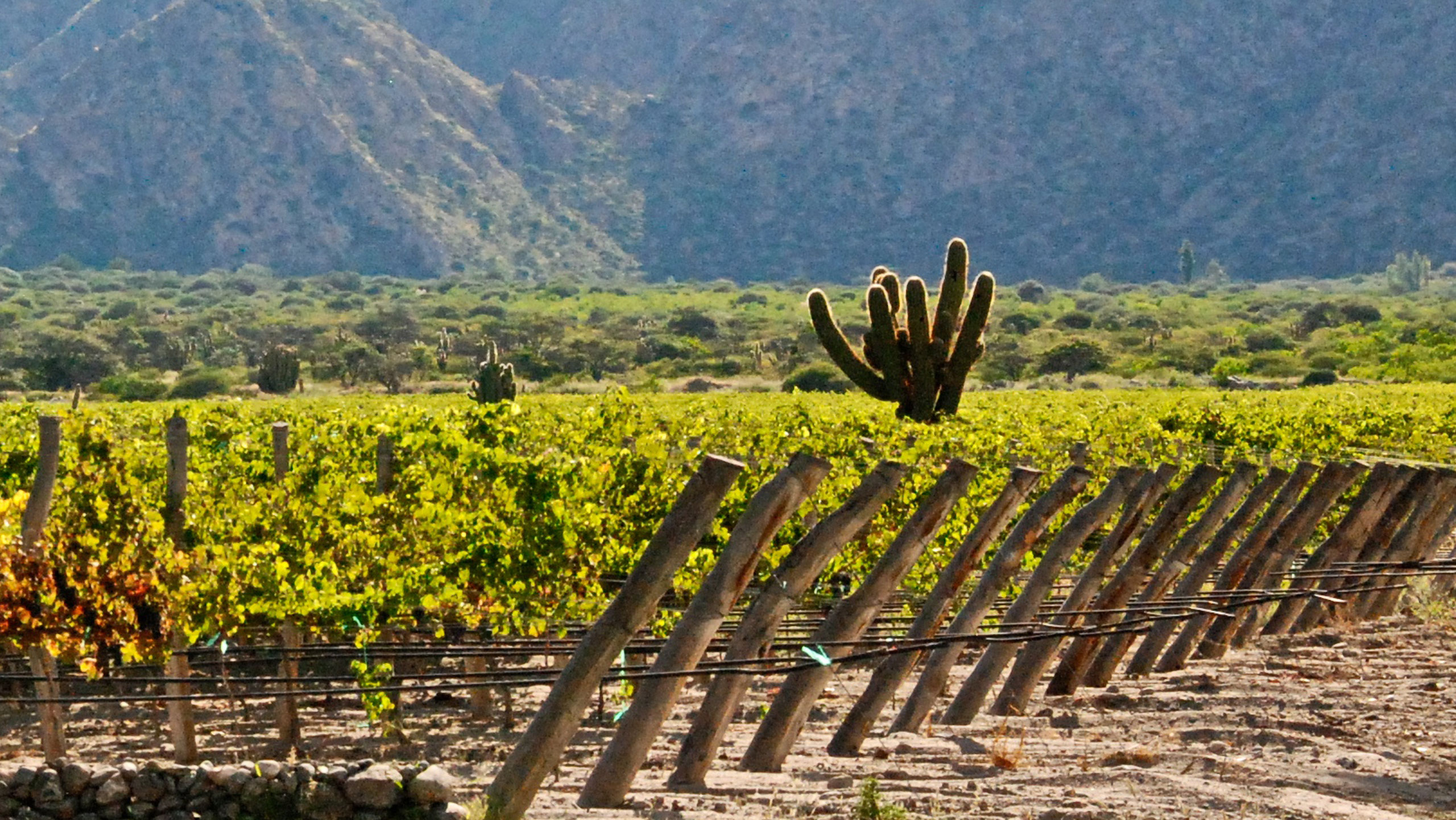 Luxury Cafayate Tours, Private & Tailor-made for 2026