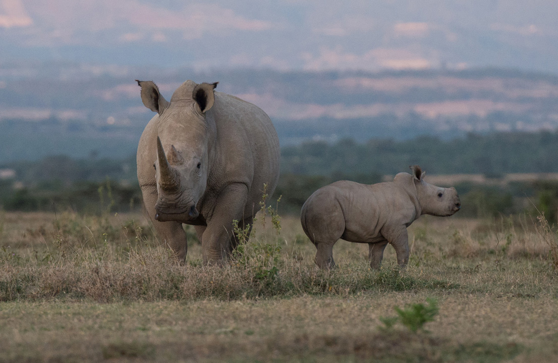 Luxury Solio Private Reserve Safaris for 2026/2027 | Jacada Travel