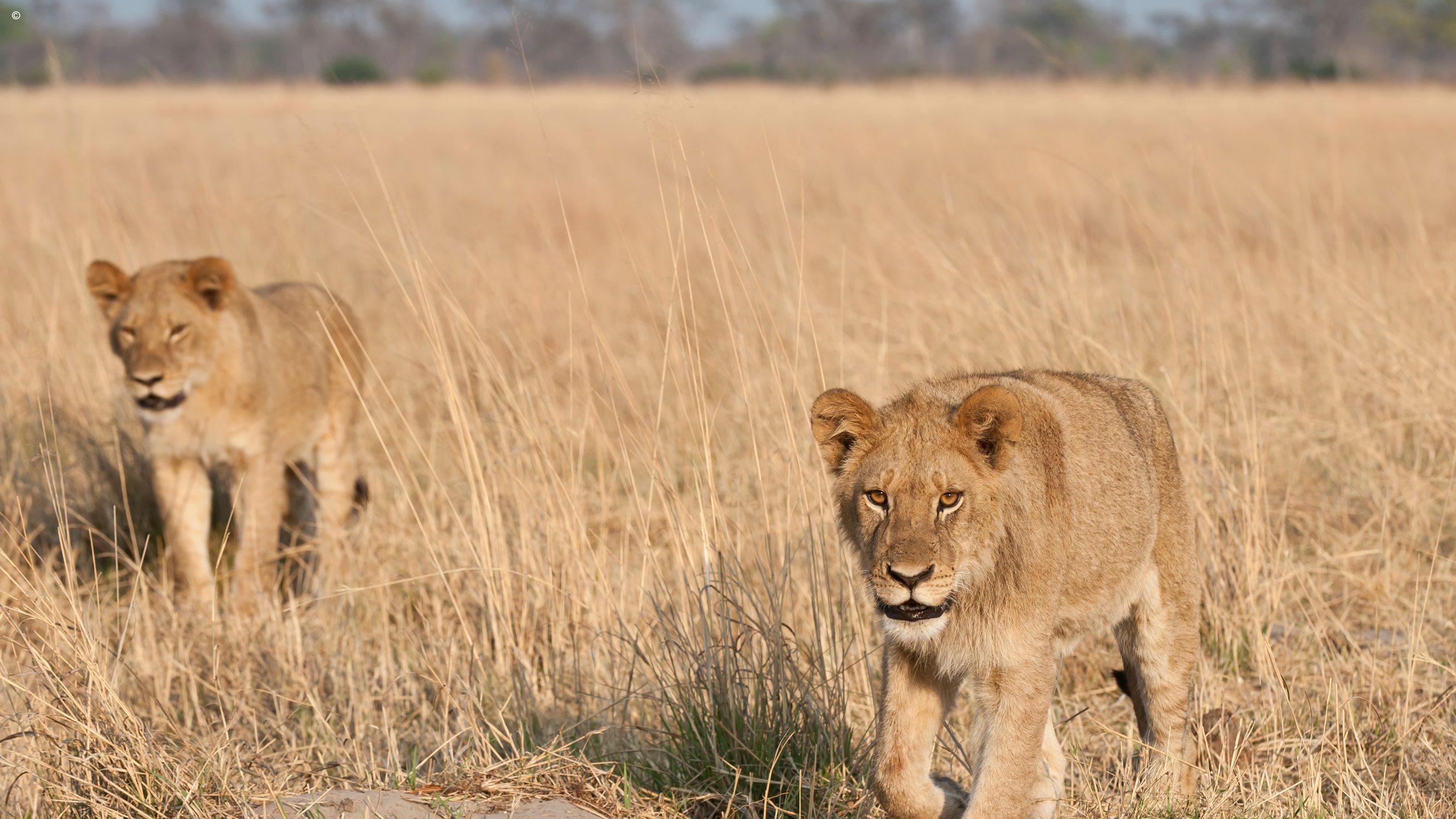 Introducing Zimbabwe | Jacada Travel