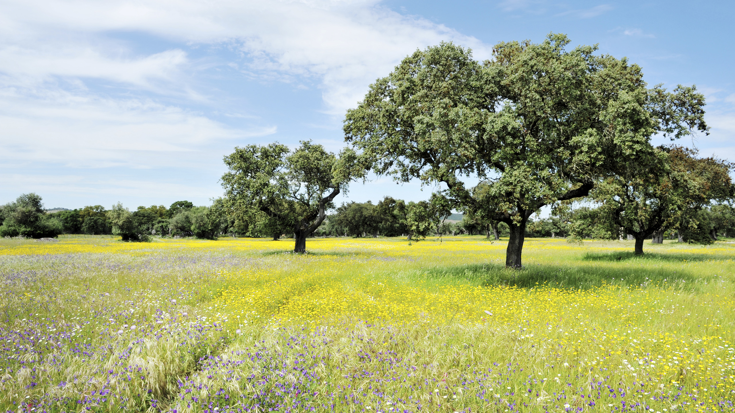 Luxury Alentejo Tours, Private & Tailor-made 2026/2027
