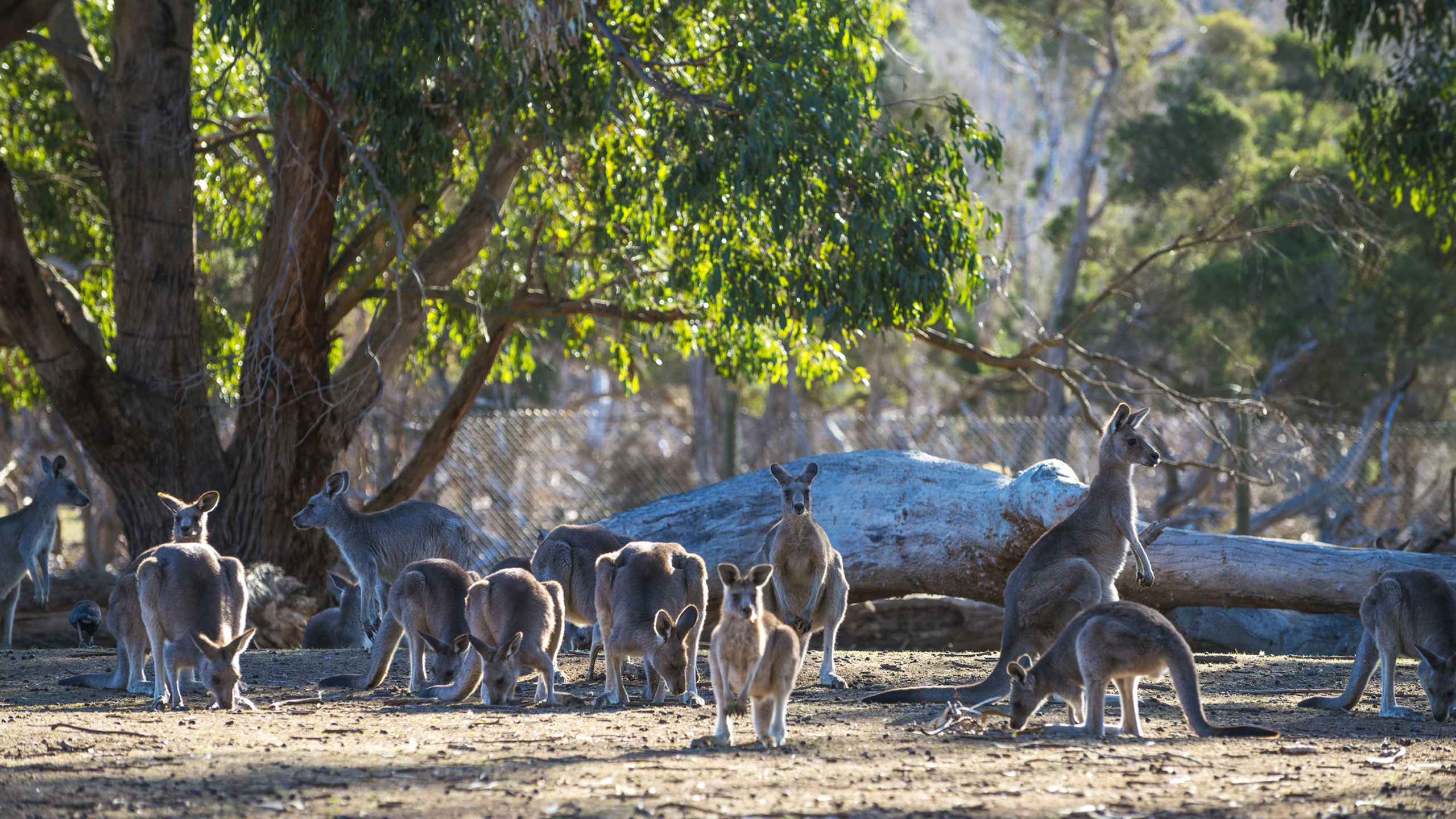 Where to See Australia’s Wildlife | Jacada Travel