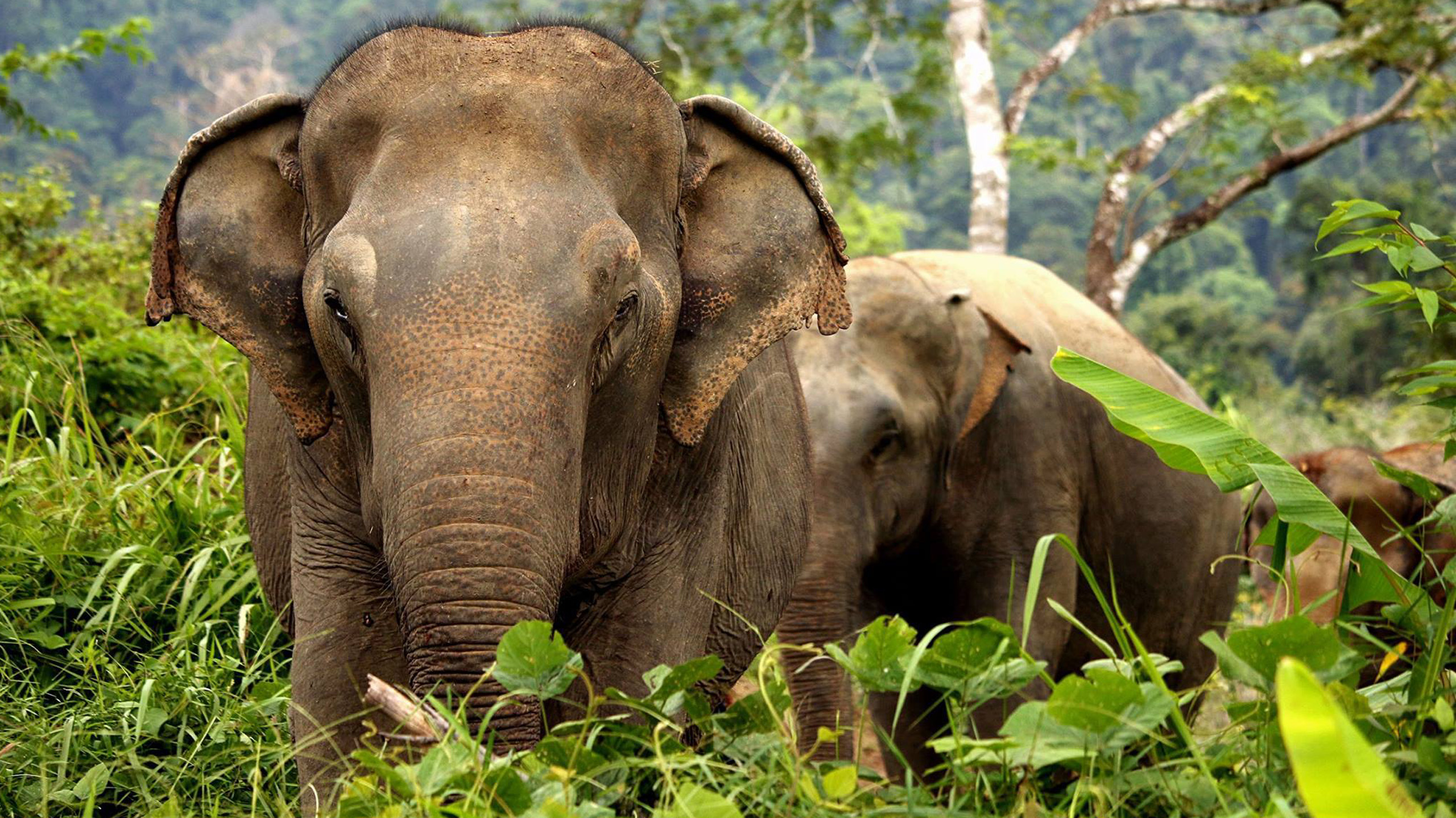 Angkor Wat, Elephants and Phuket for the Family | Jacada Travel