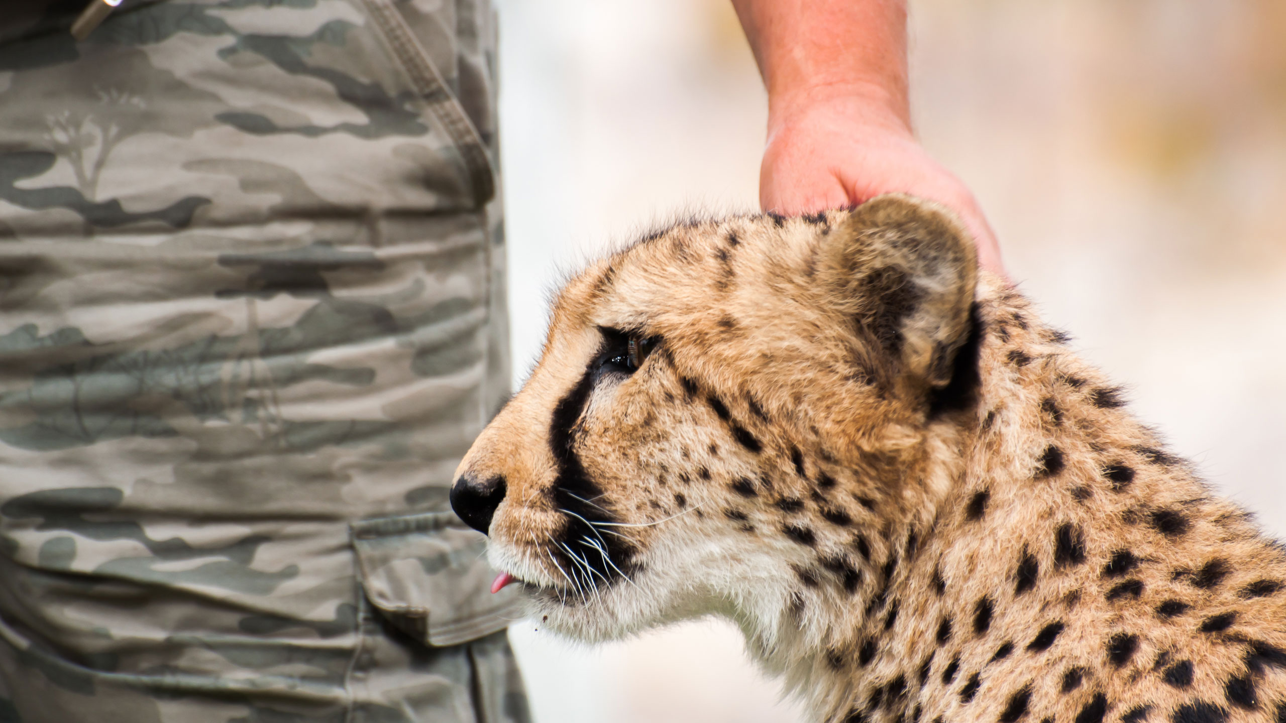 Our Thoughts on Animal Interactions in Africa | Jacada Travel