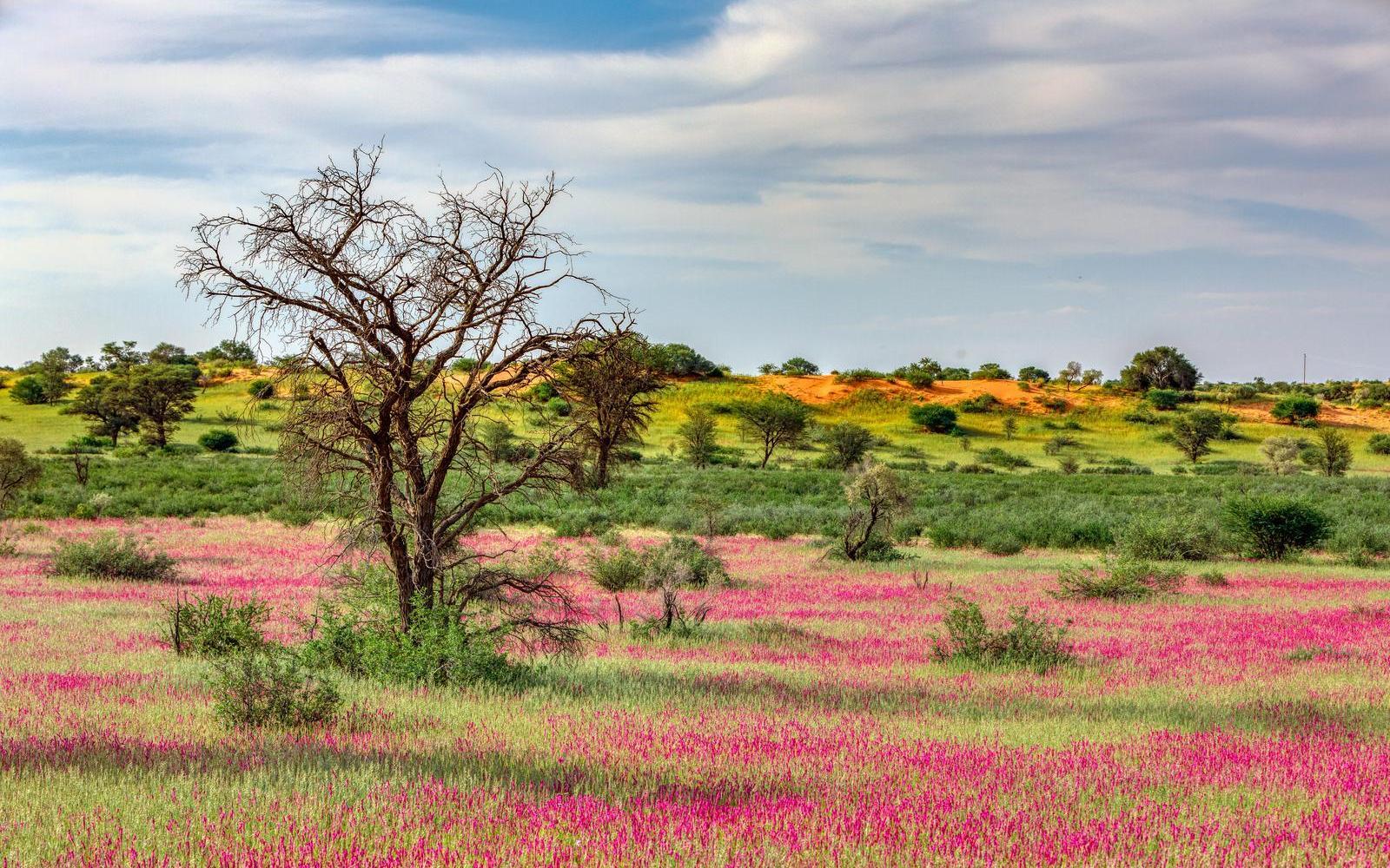 10 Reasons to Visit Botswana | Jacada Travel