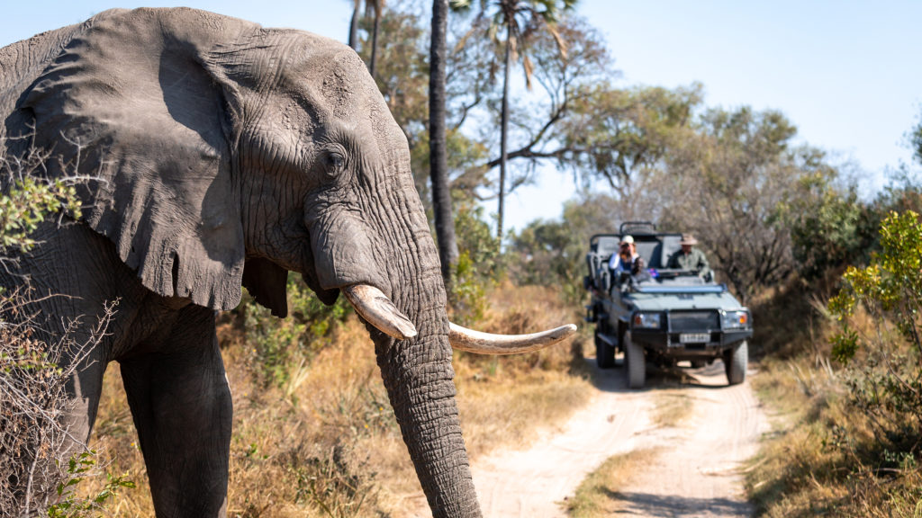 Bespoke Luxury Wildlife & Safari Tours 2025/2026 | Jacada Travel