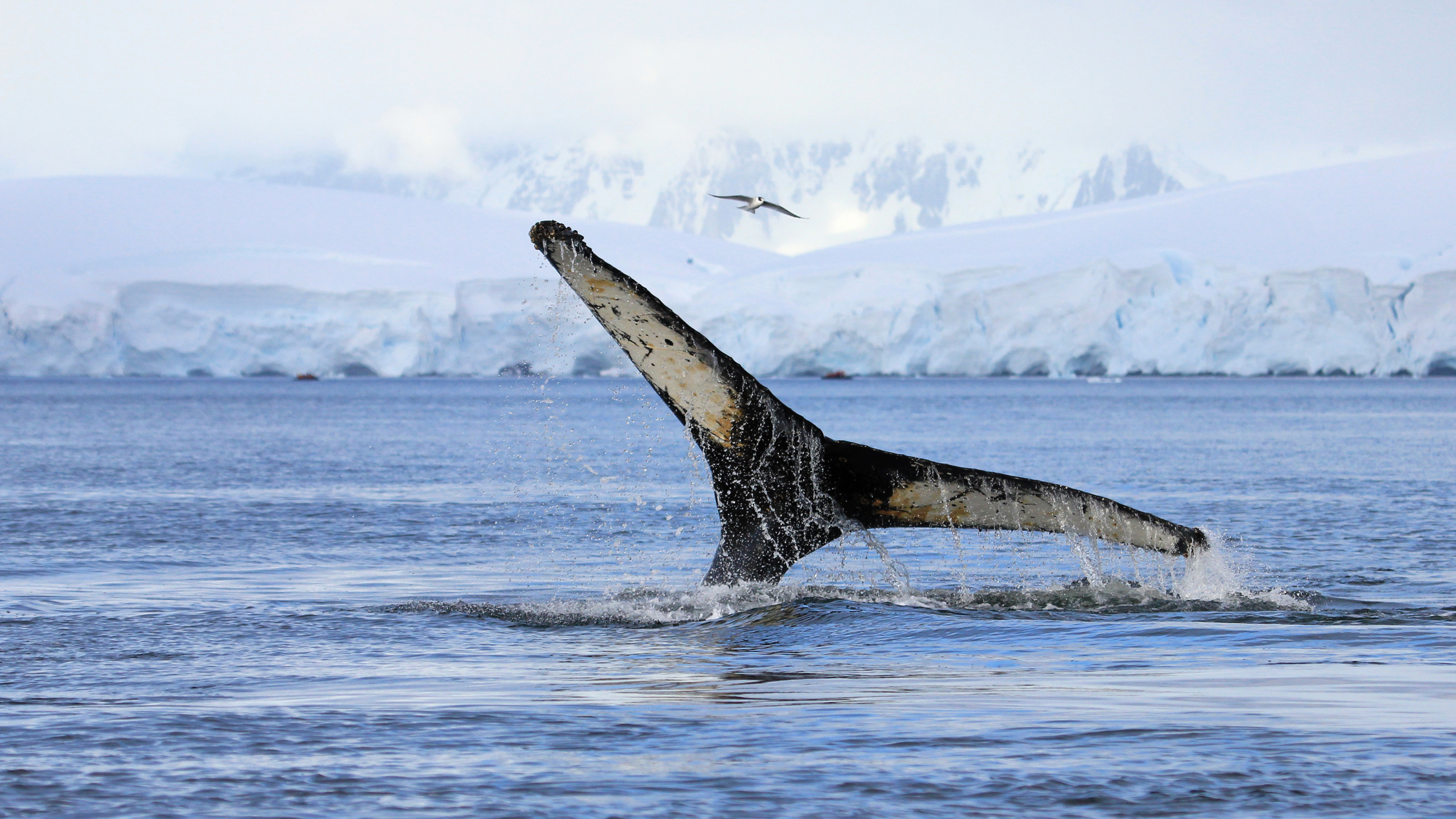 Whales of the Weddell Sea | Jacada Travel
