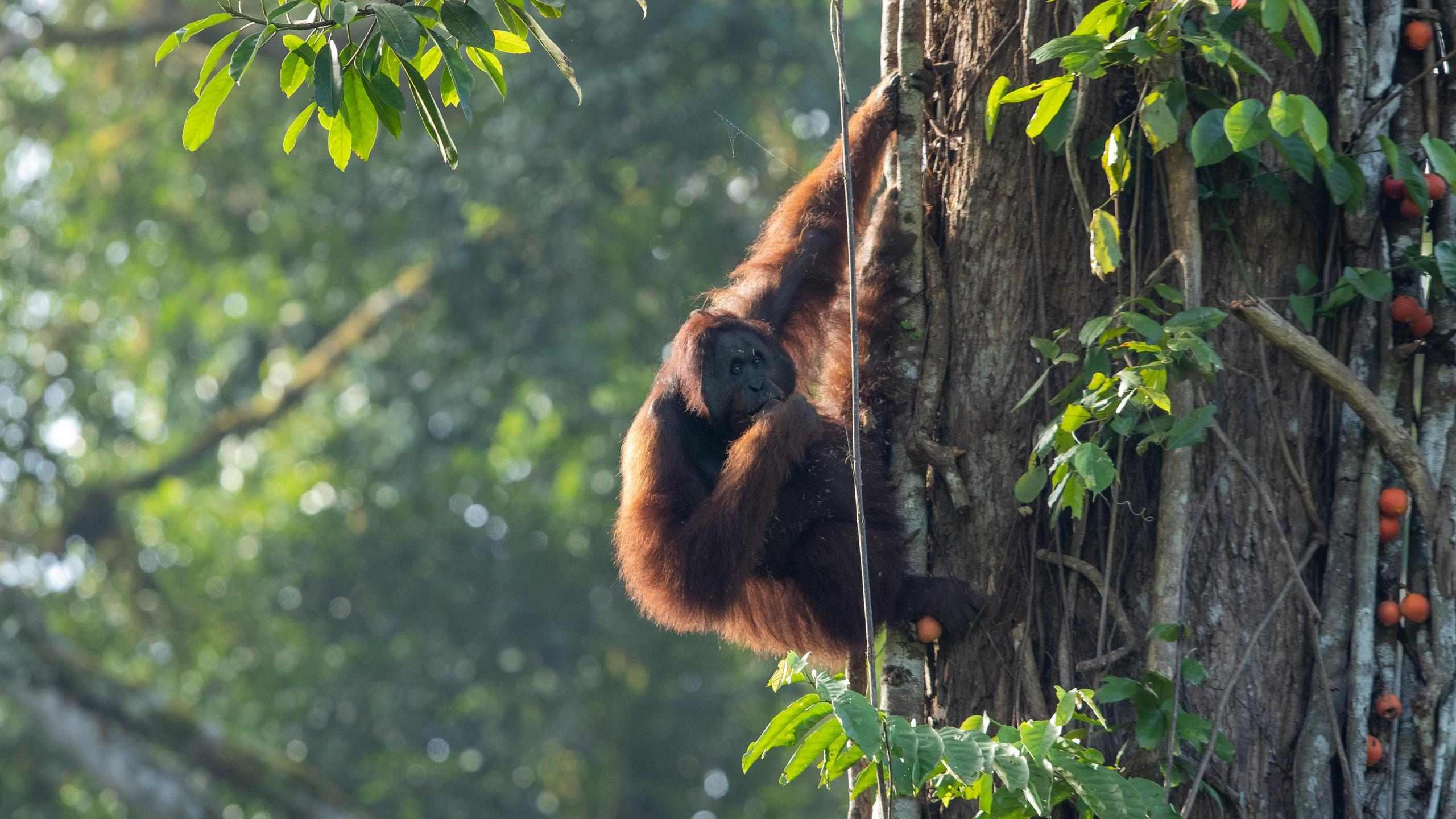 The Rainforests, Wildlife and Islands of Borneo | Jacada Travel