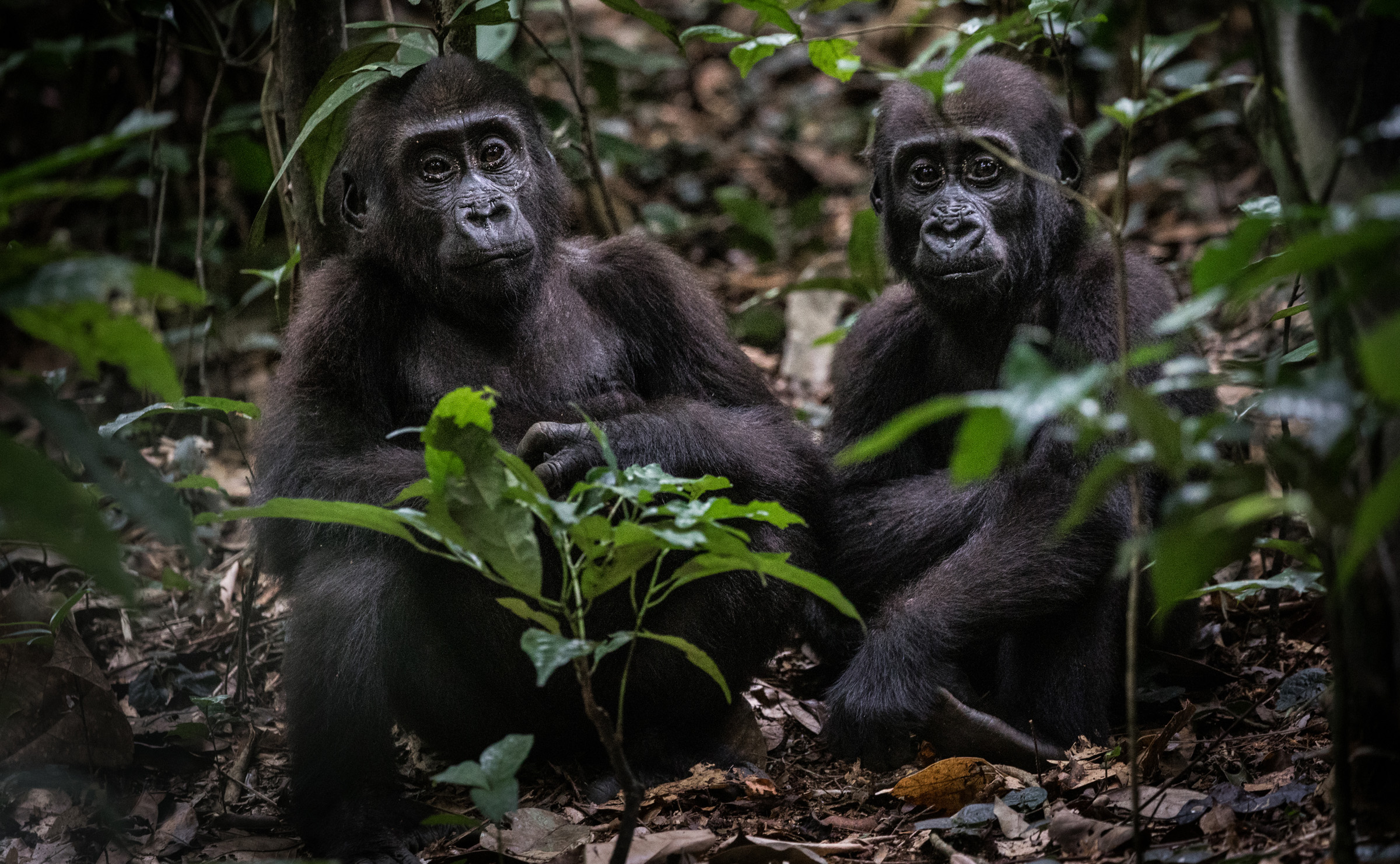 Gorilla Trekking in the Congo Basin | Jacada Travel