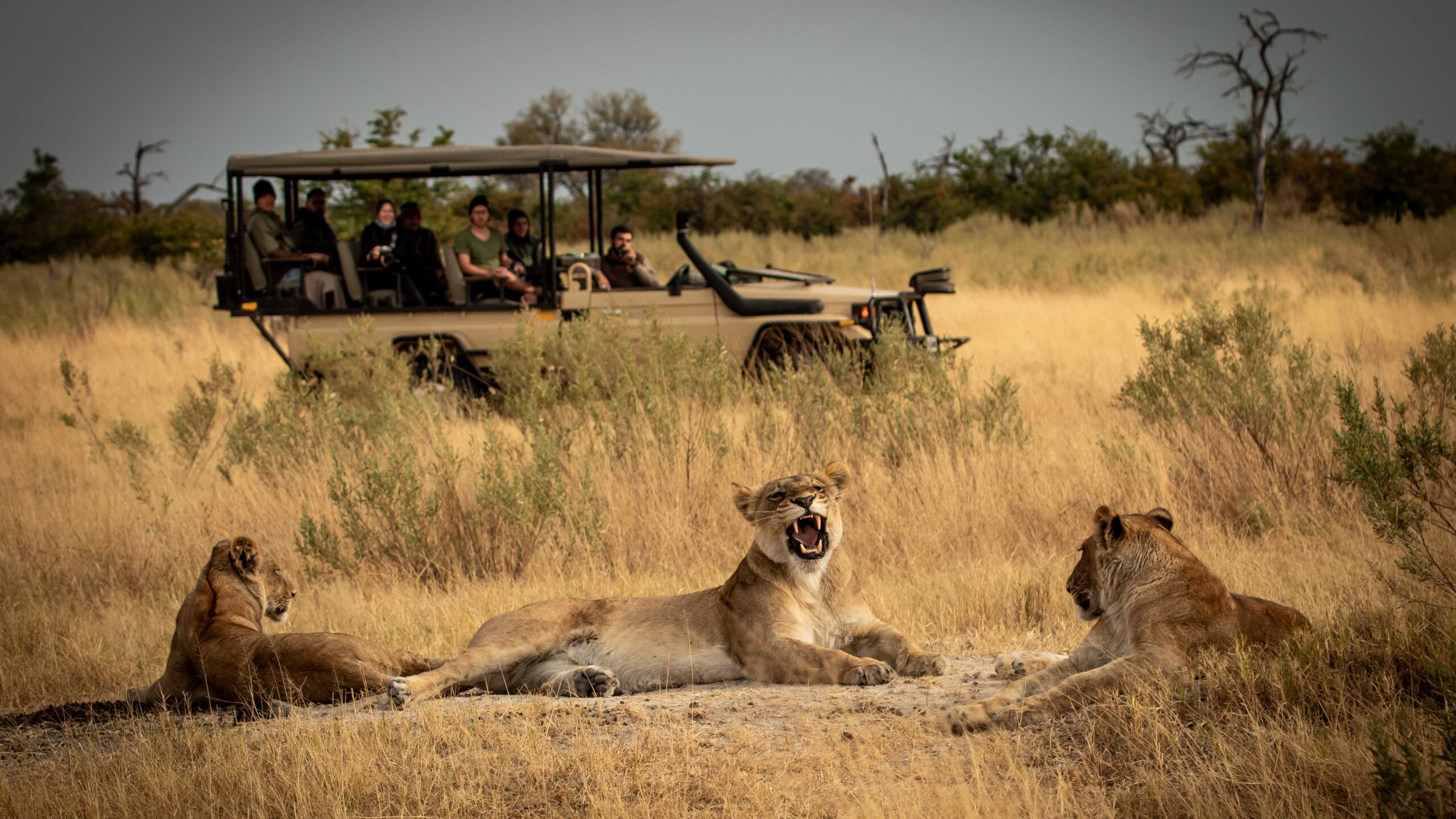 Luxury safaris for 2026/2027 | Bespoke Luxury Safari | Jacada Travel