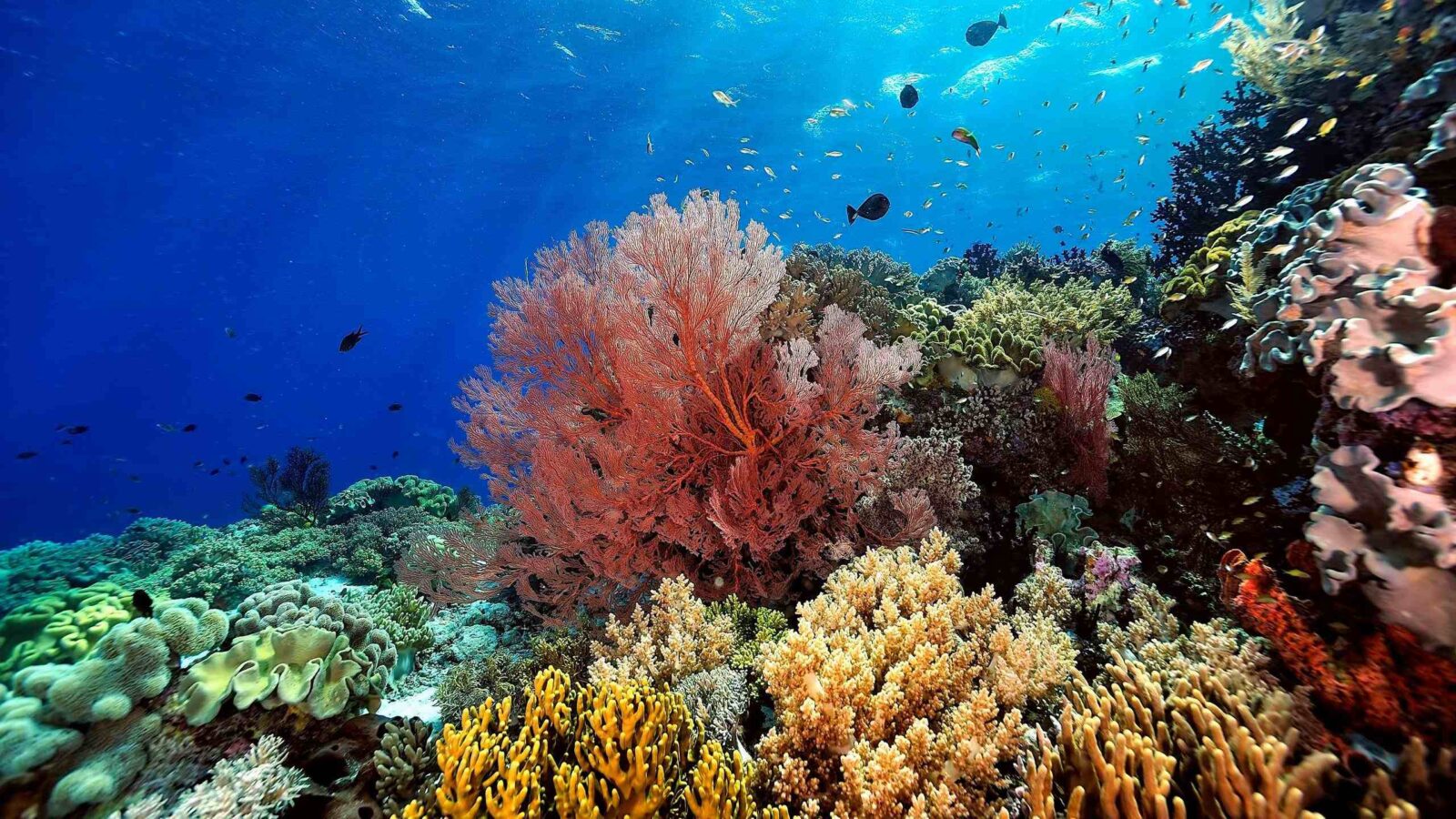 Top 10 Most Beautiful Coral Reefs
