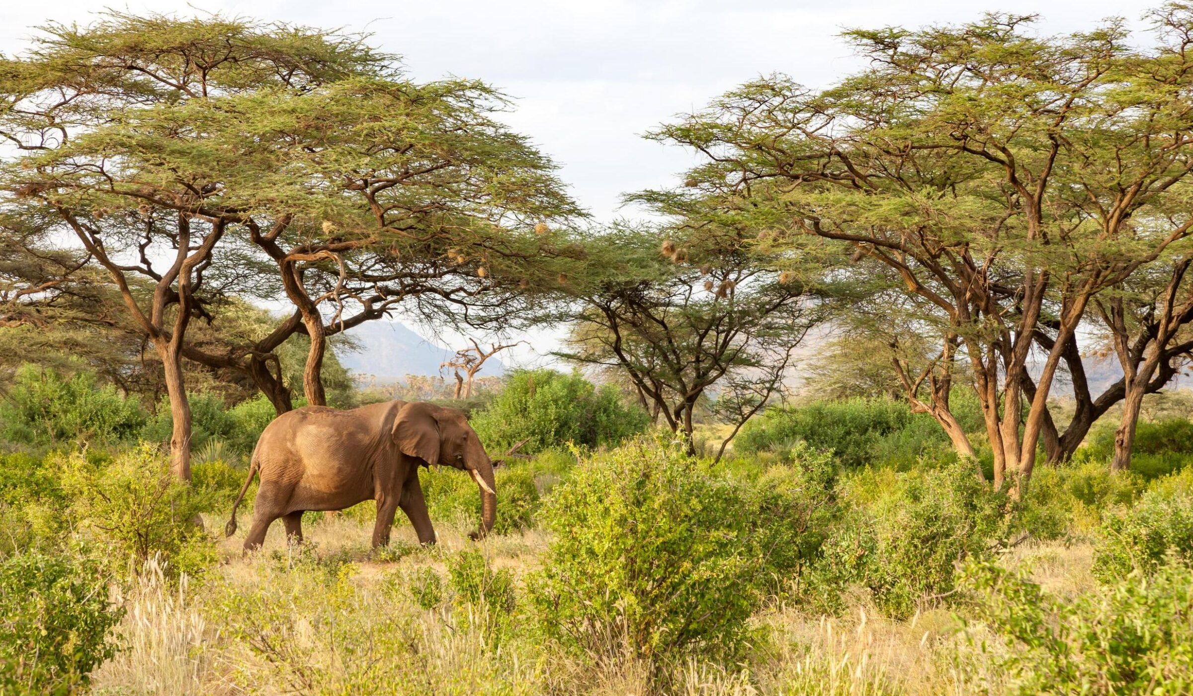 National Park Zimbabwe Conservation Champion Patroness Ncube Protects